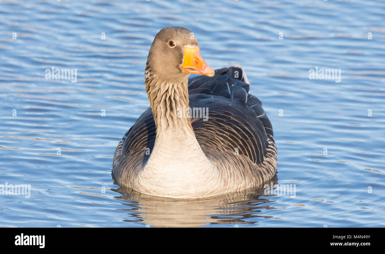 A Greylag Goose at Cleethorpes Boating Lake Stock Photo - Alamy