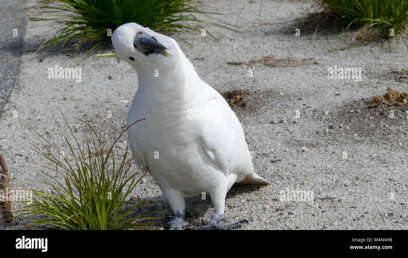 Silver Crested Cockatoo Stock Photo - Alamy