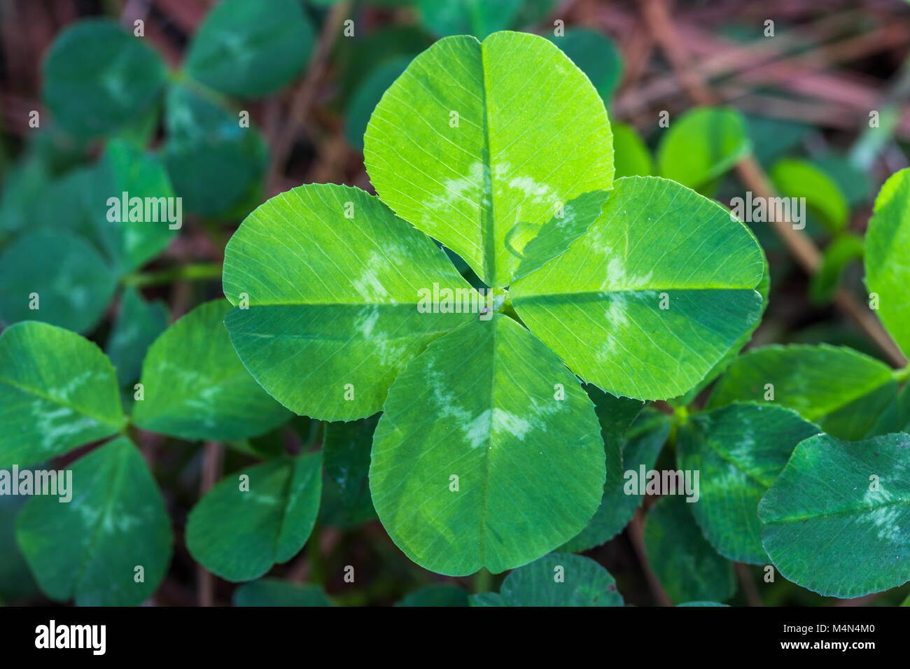 Real Four Leaf Clover Background