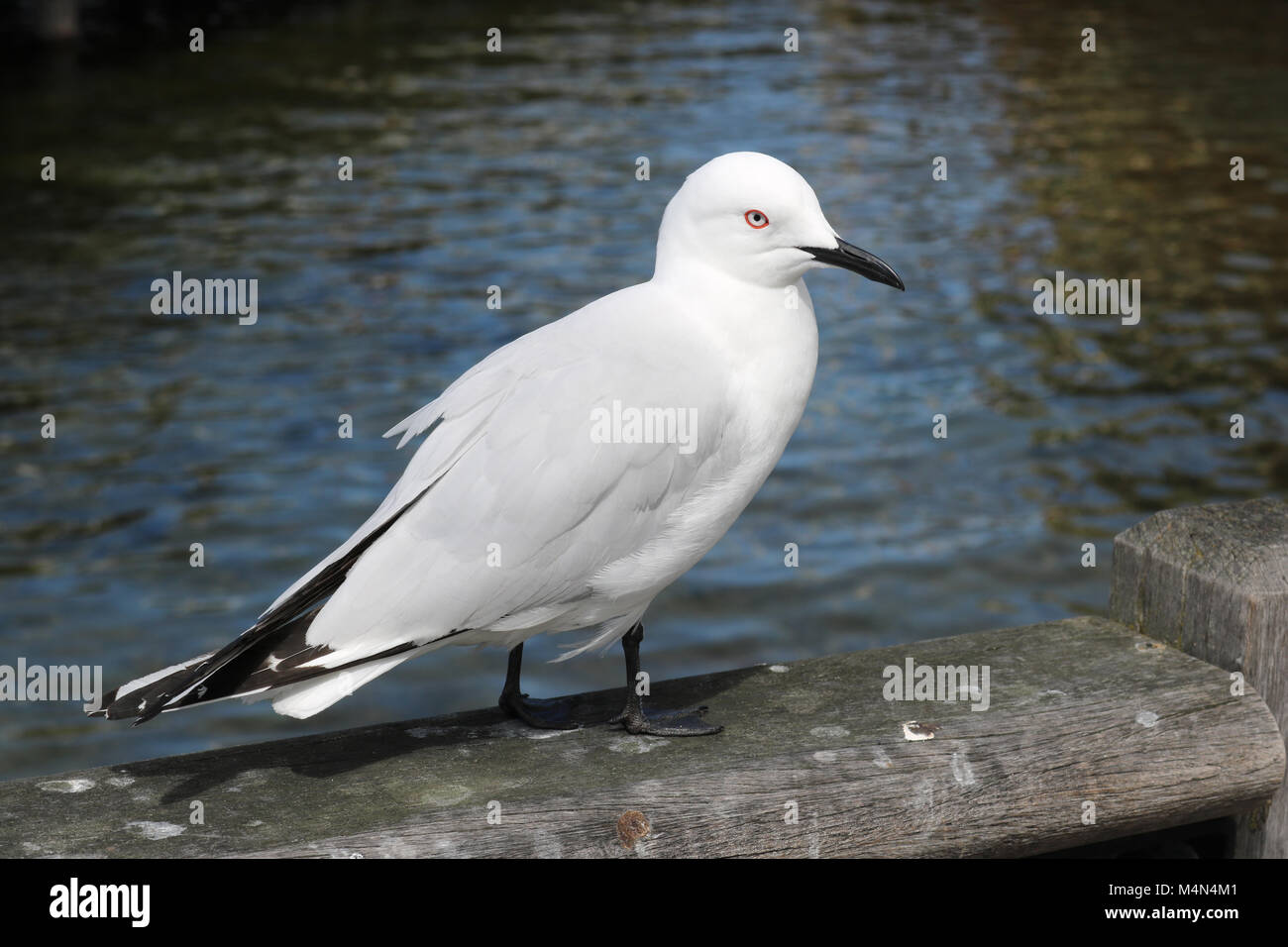 Single adult black-billed gull, larus bulleri, also known as Buller's ...