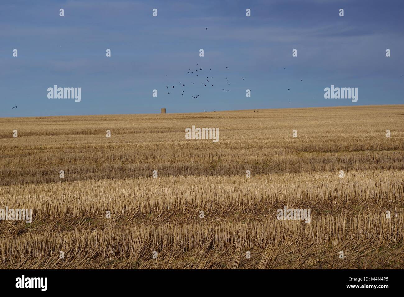 Stubbled hi-res stock photography and images - Alamy