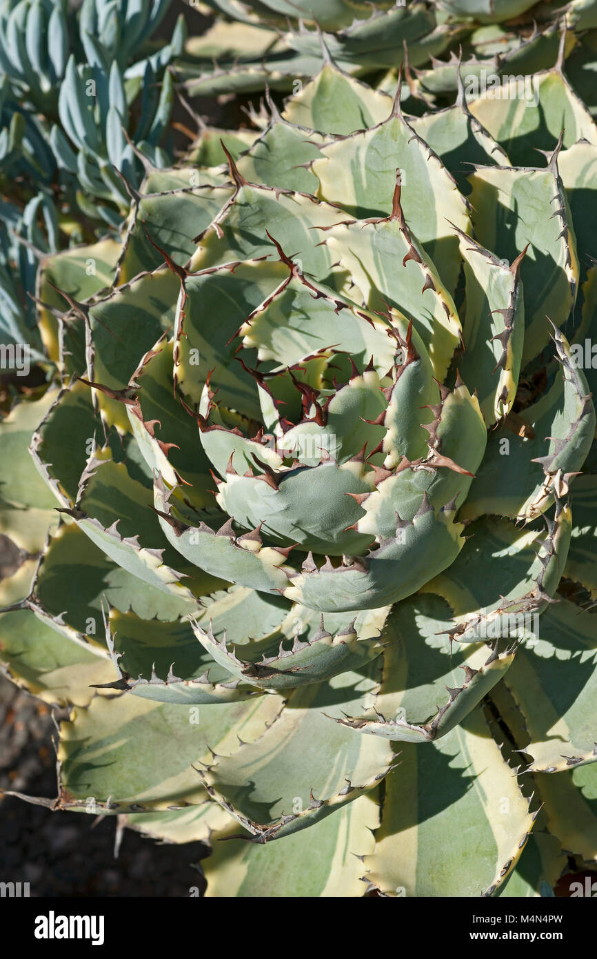 Butterfly agave (Agave potatorum Kichijokan. Called Lucky Crown Century ...