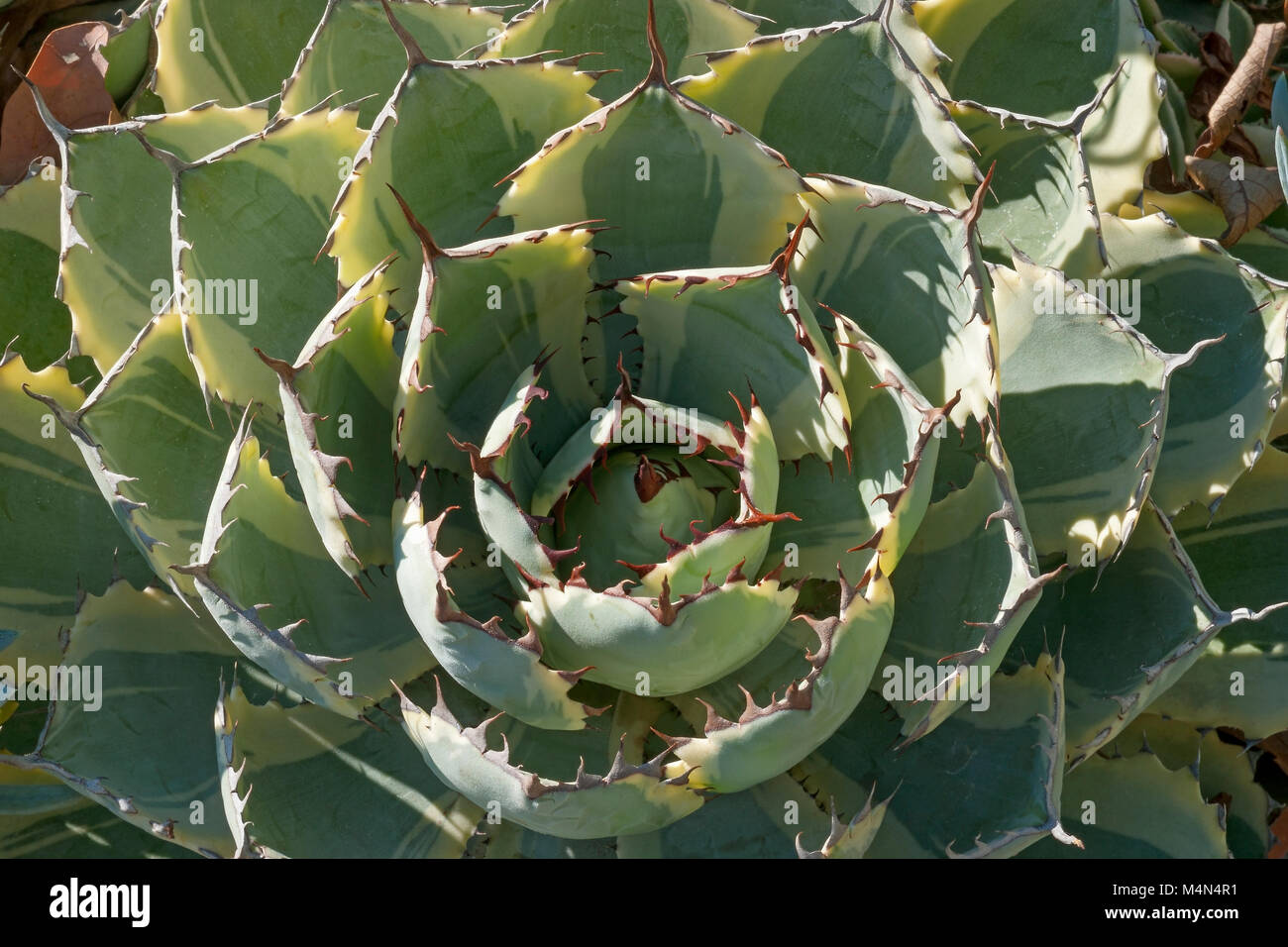 Butterfly agave (Agave potatorum Kichijokan. Called Lucky Crown Century ...