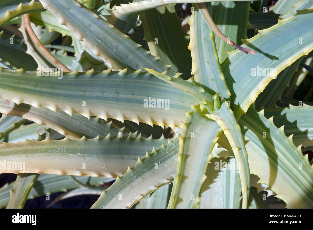 Variegated Candelabra aloe (Aloe arborescens Variegata Stock Photo - Alamy