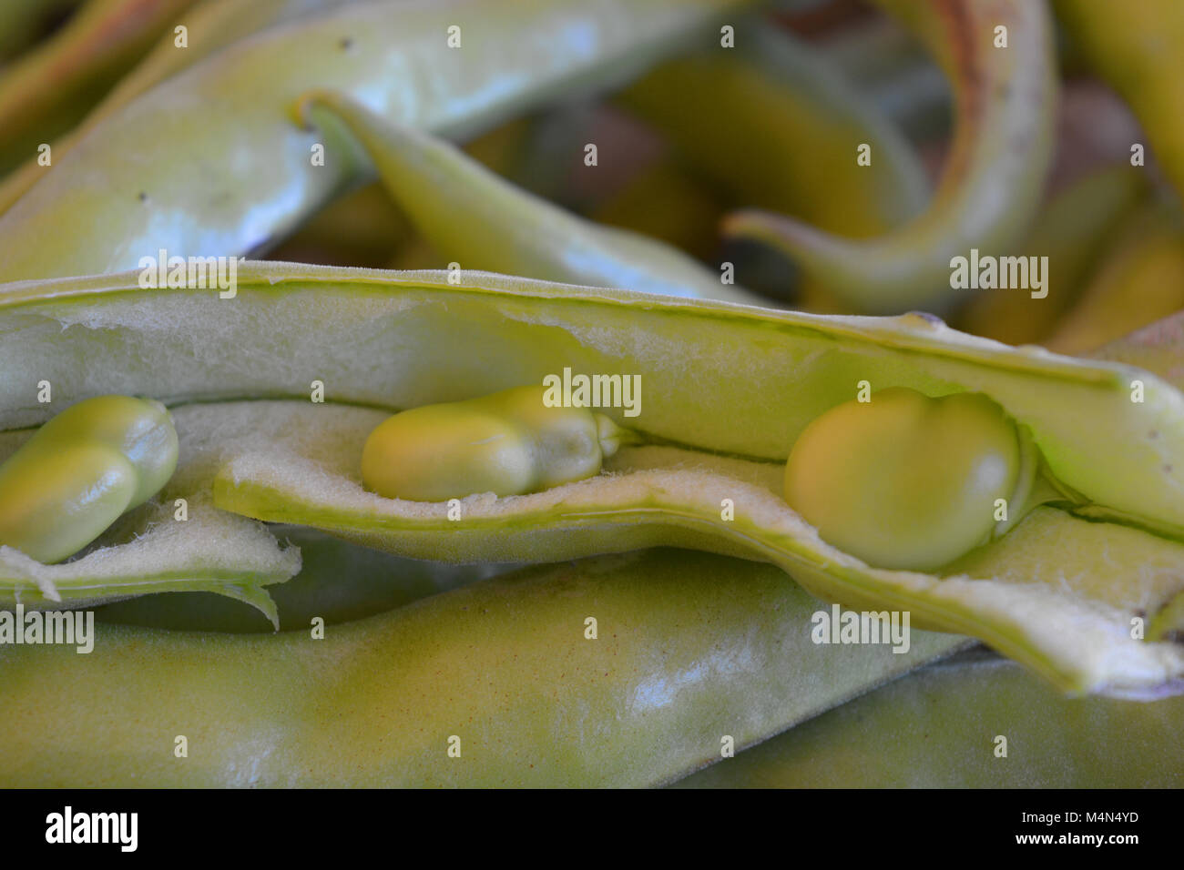 Freshly picked Vicia faba or broad beans, also known as fava bean, faba ...