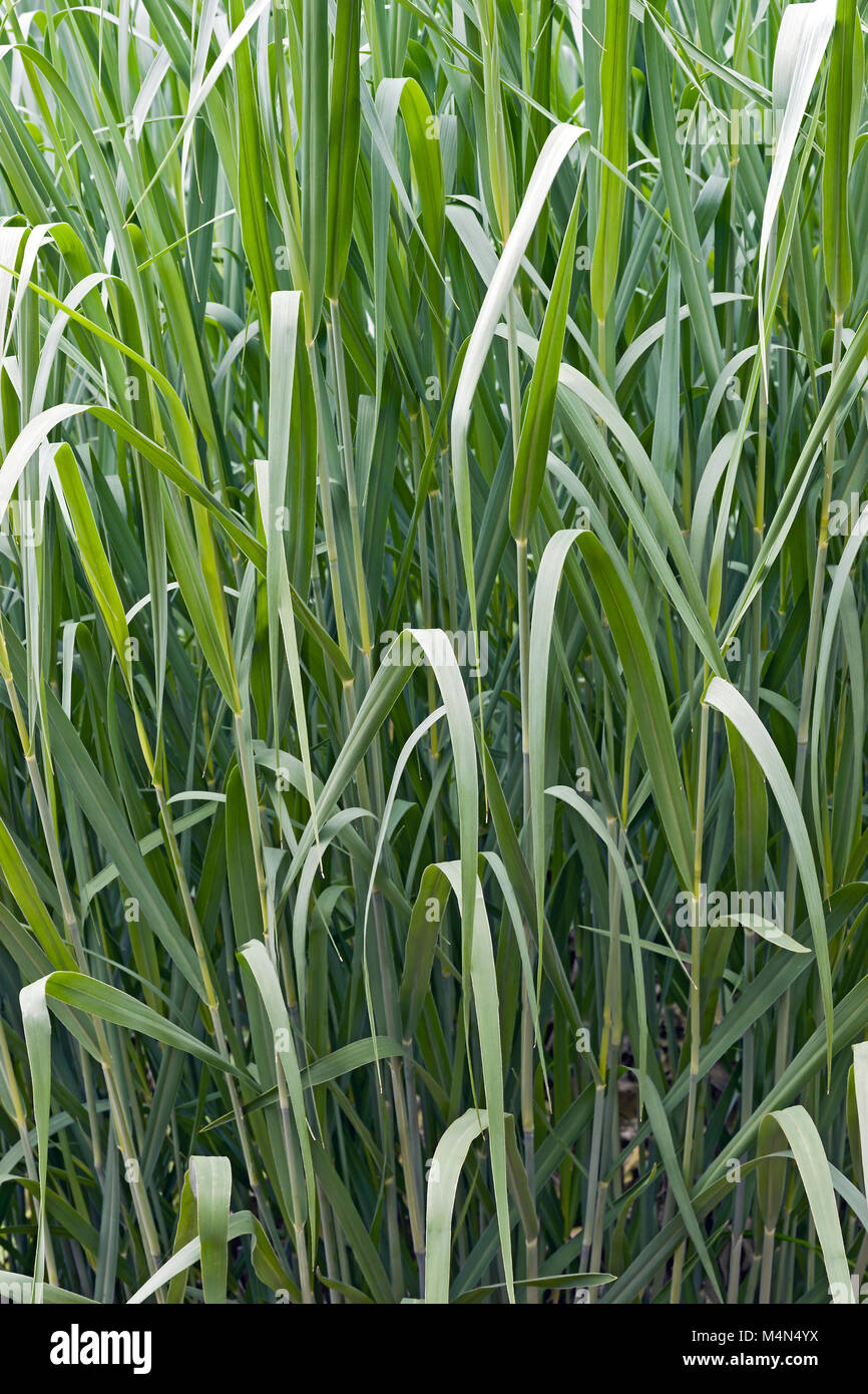 Dallas grass hi-res stock photography and images - Alamy
