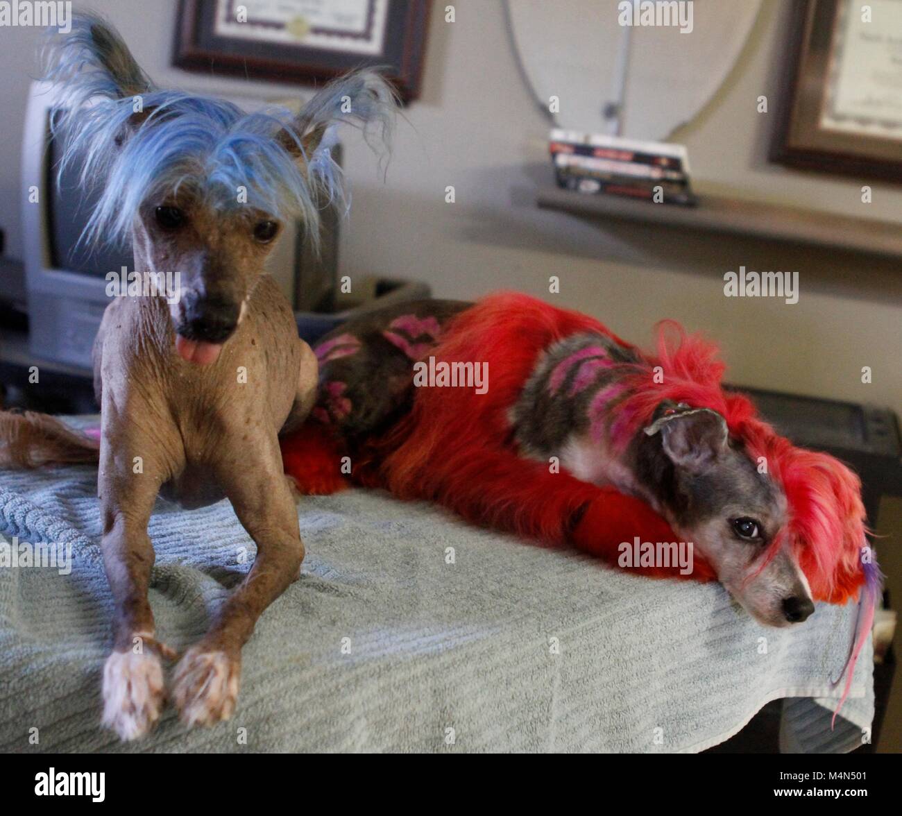 2 colorful dogs relaxing together Stock Photo - Alamy