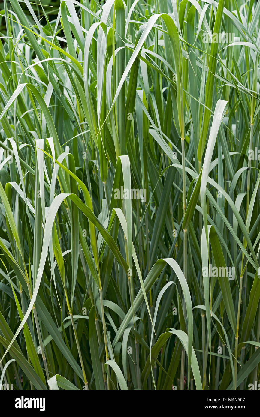 Dallas Blues switch grass (Panicum virgatum Dallas Blues Stock Photo ...