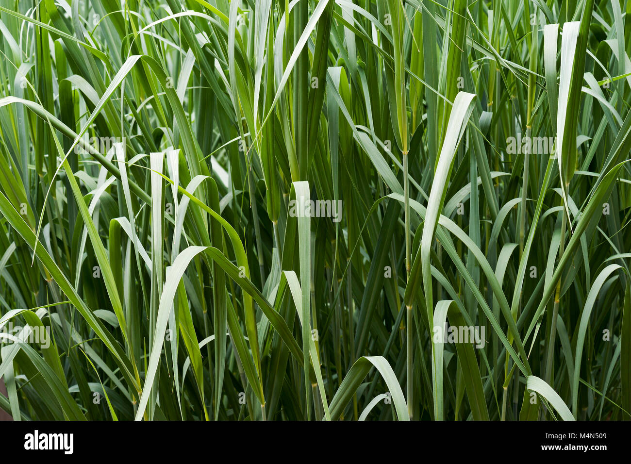 Dallas Blues switch grass (Panicum virgatum Dallas Blues Stock Photo ...