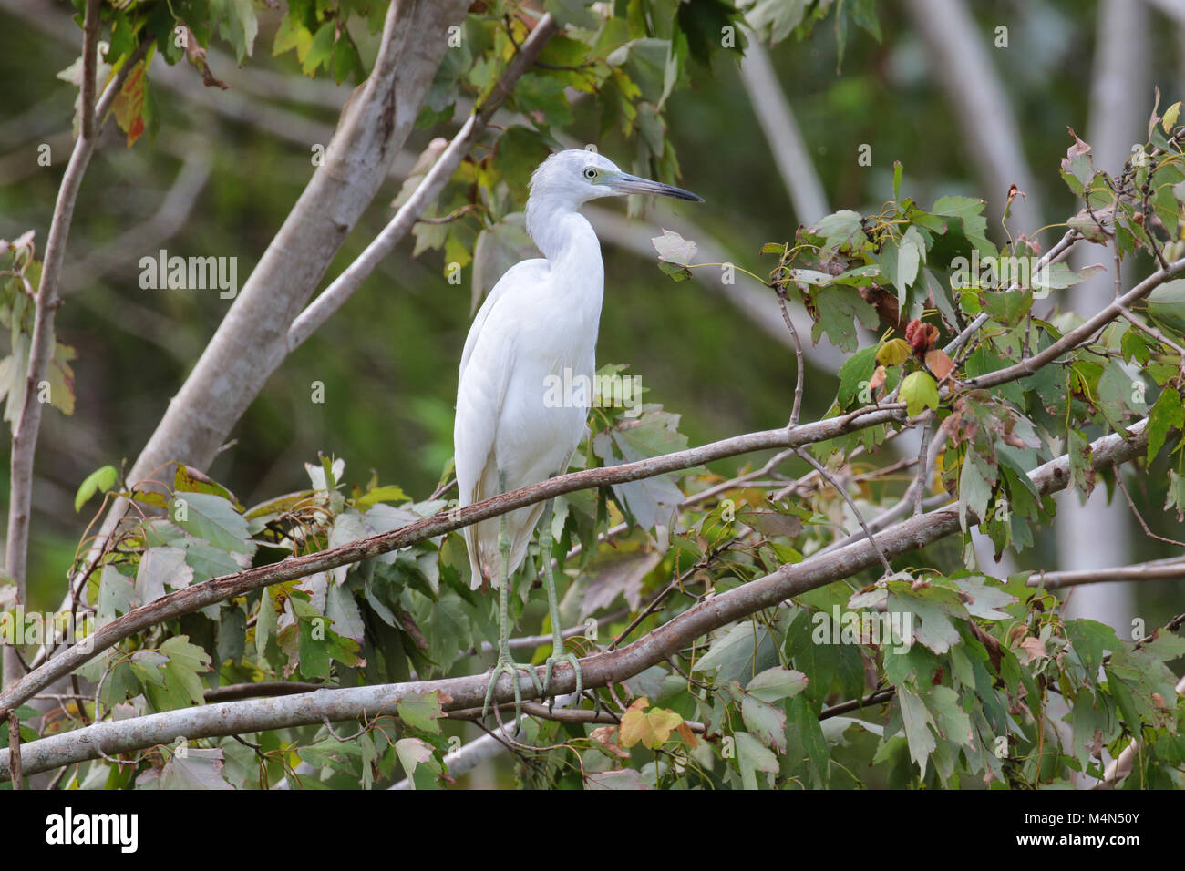 An immature little blue heron hi-res stock photography and images - Alamy