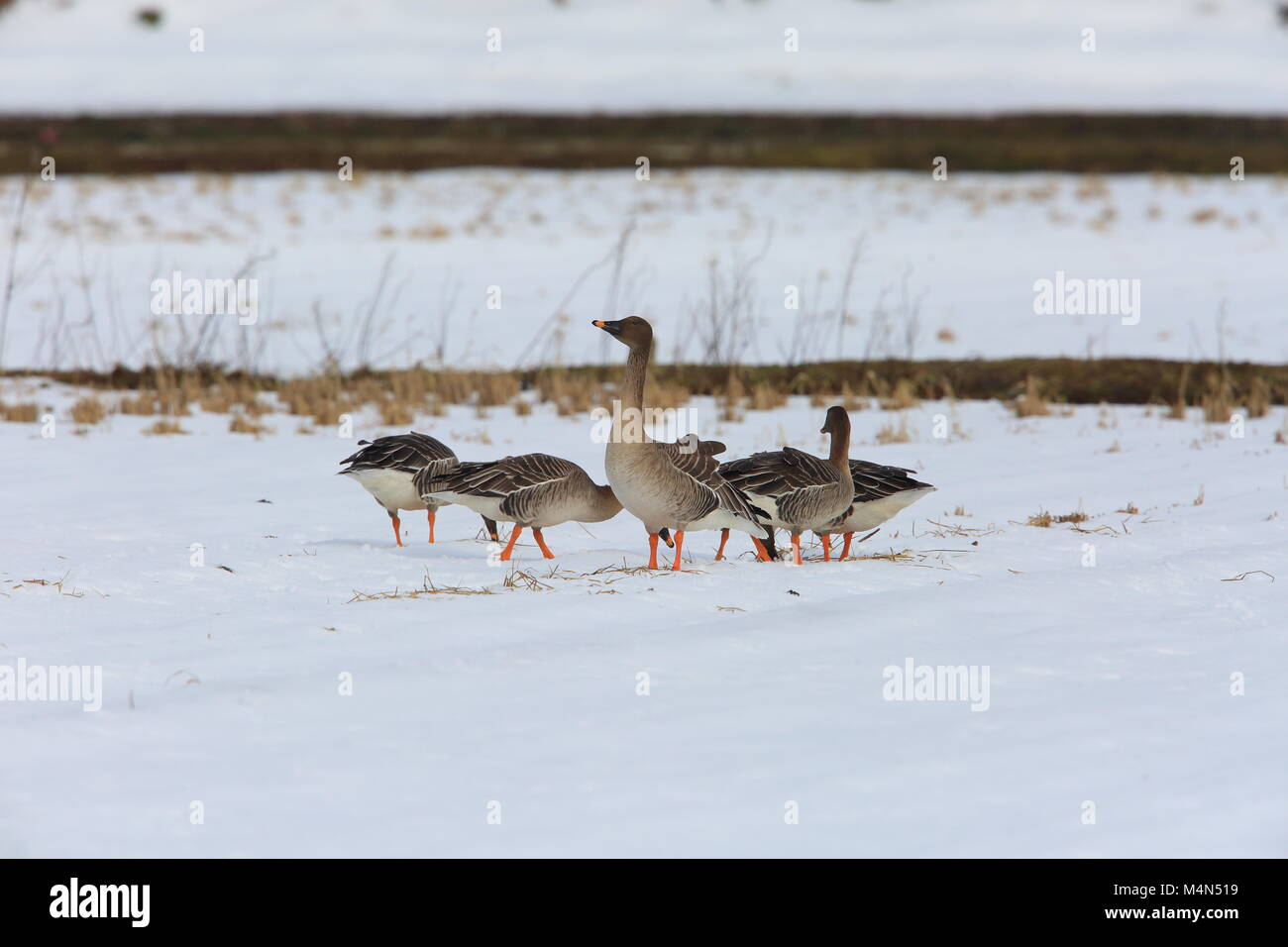 Bean goose or Taiga goose (Anser fabalis middendorffii) in Japan Stock ...