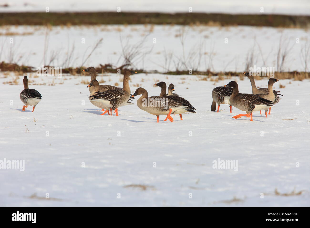 Bean goose or Taiga goose (Anser fabalis middendorffii) in Japan Stock ...