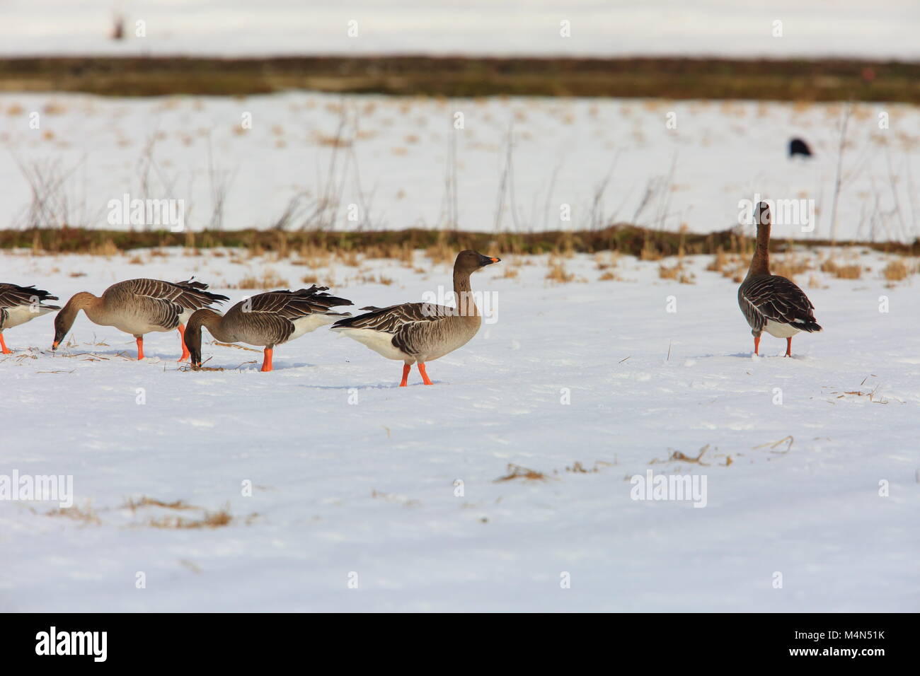 Bean goose or Taiga goose (Anser fabalis middendorffii) in Japan Stock ...