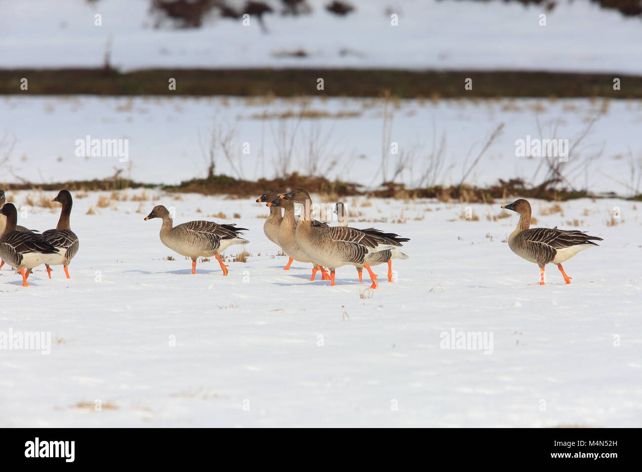 Bean goose or Taiga goose (Anser fabalis middendorffii) in Japan Stock ...