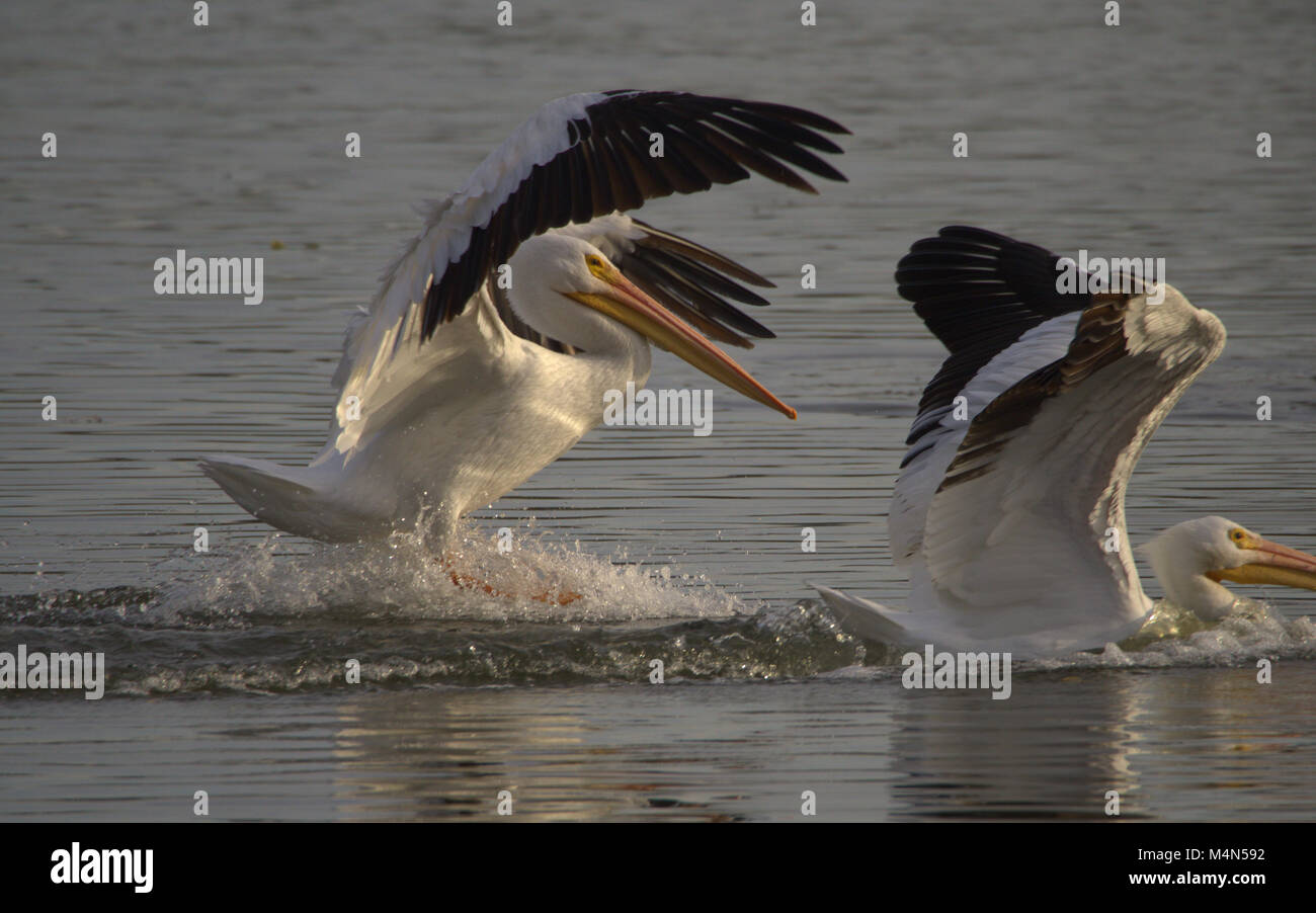 Pelican group in a wildlife reserve Stock Photo - Alamy