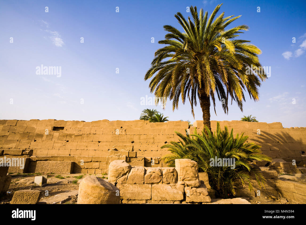 Date palm luxor egypt hi-res stock photography and images - Alamy