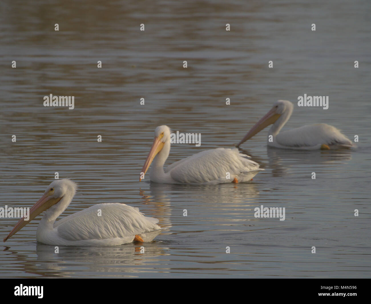 Pelican group in a wildlife reserve Stock Photo - Alamy
