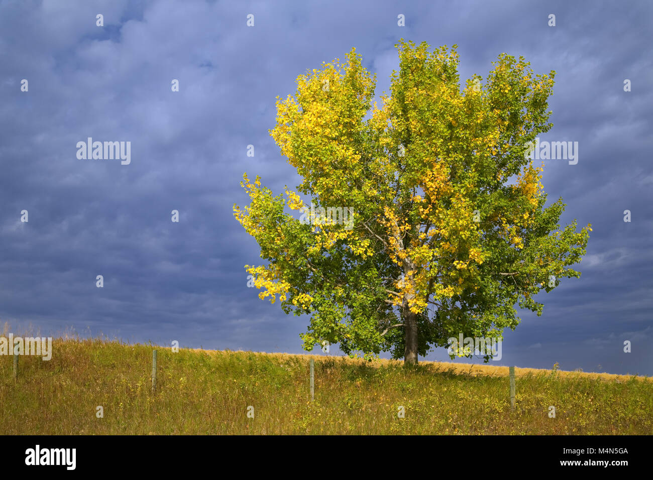 A poplar tree in a field turning yellow in early autumn, Alberta ...