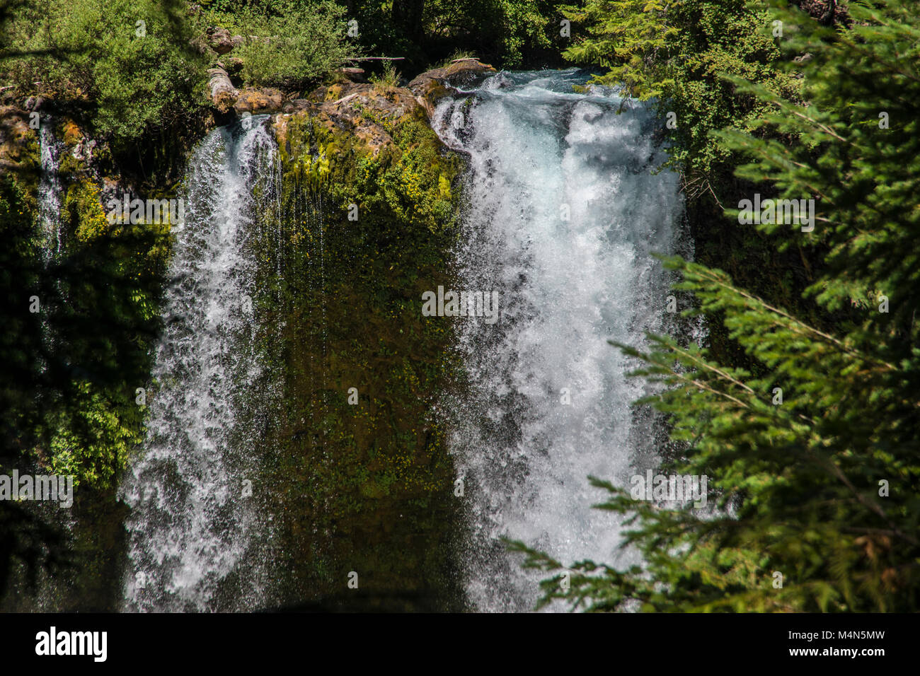 Mckenzie river trail hi-res stock photography and images - Alamy