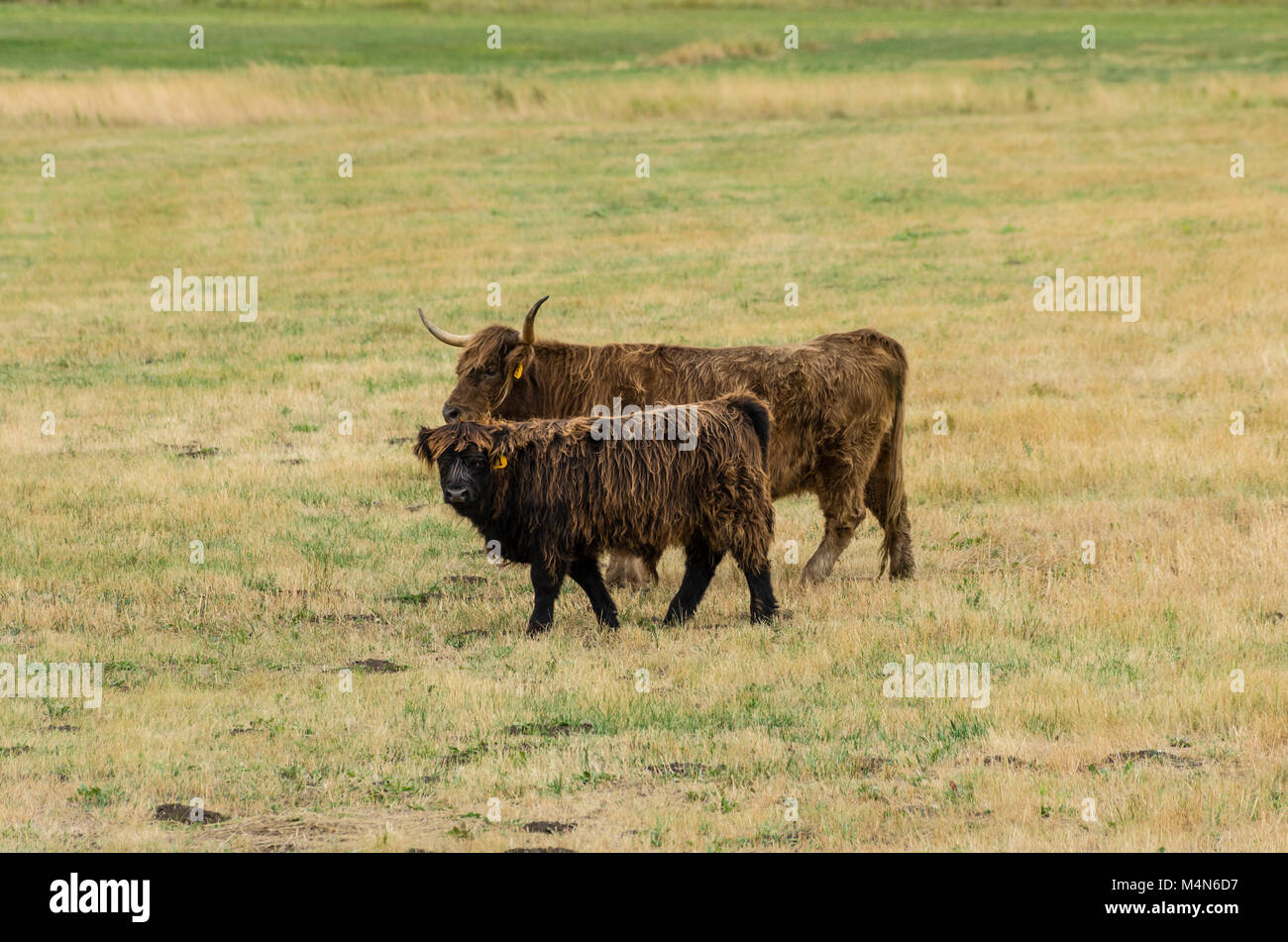 Long hair cattle hi-res stock photography and images - Alamy