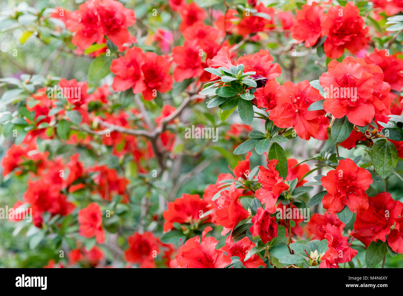 Big red azalea bush in the garden. Season of flowering azaleas Stock ...