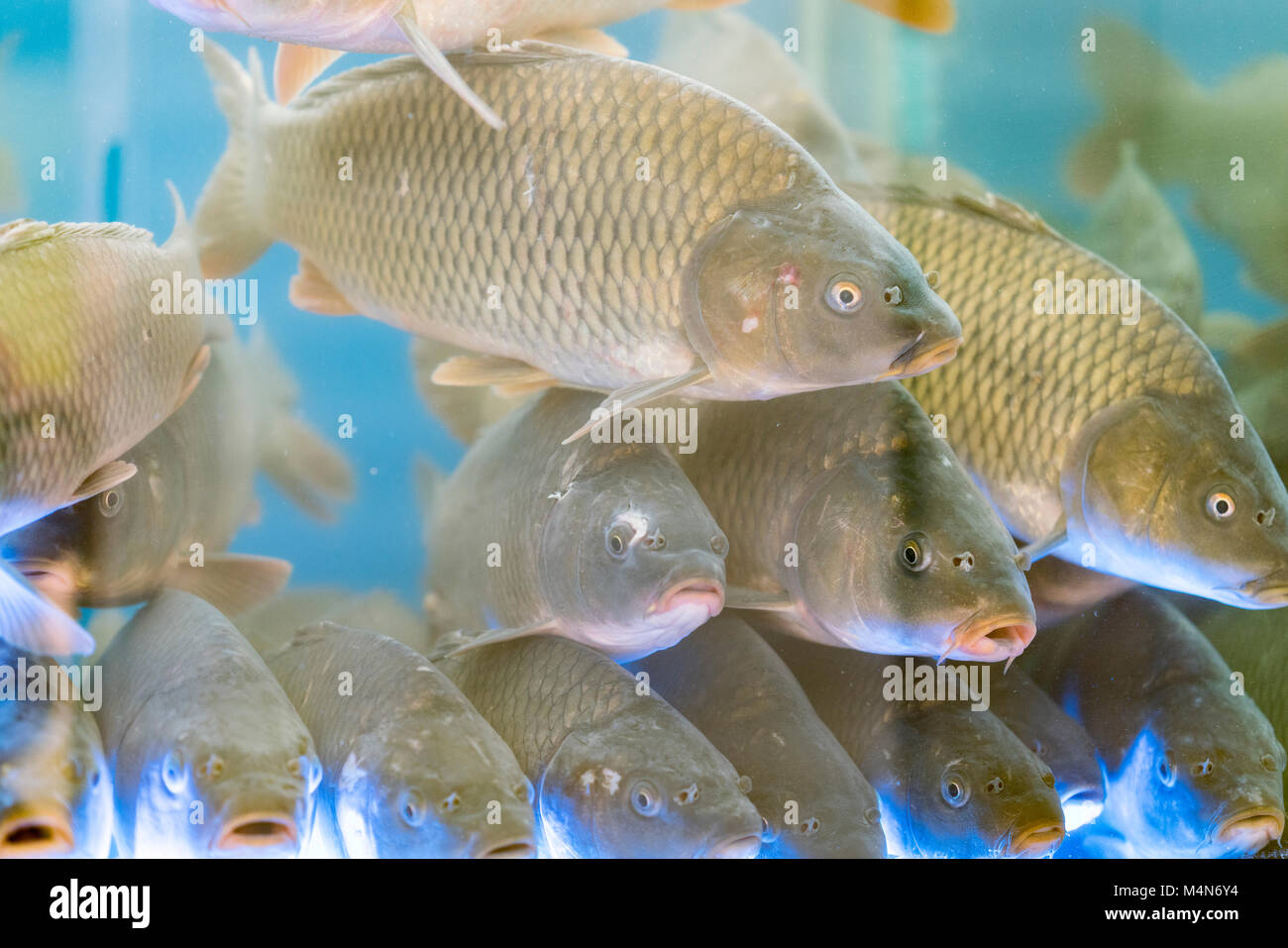 Large carp fish in the aquarium Stock Photo - Alamy