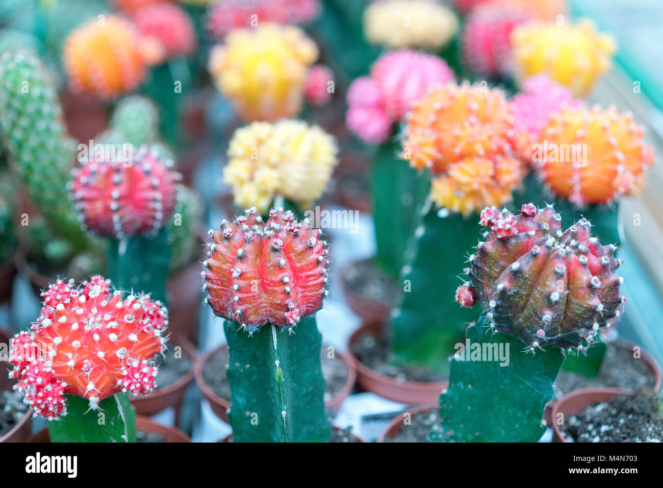Flowering cacti in small pots Stock Photo - Alamy
