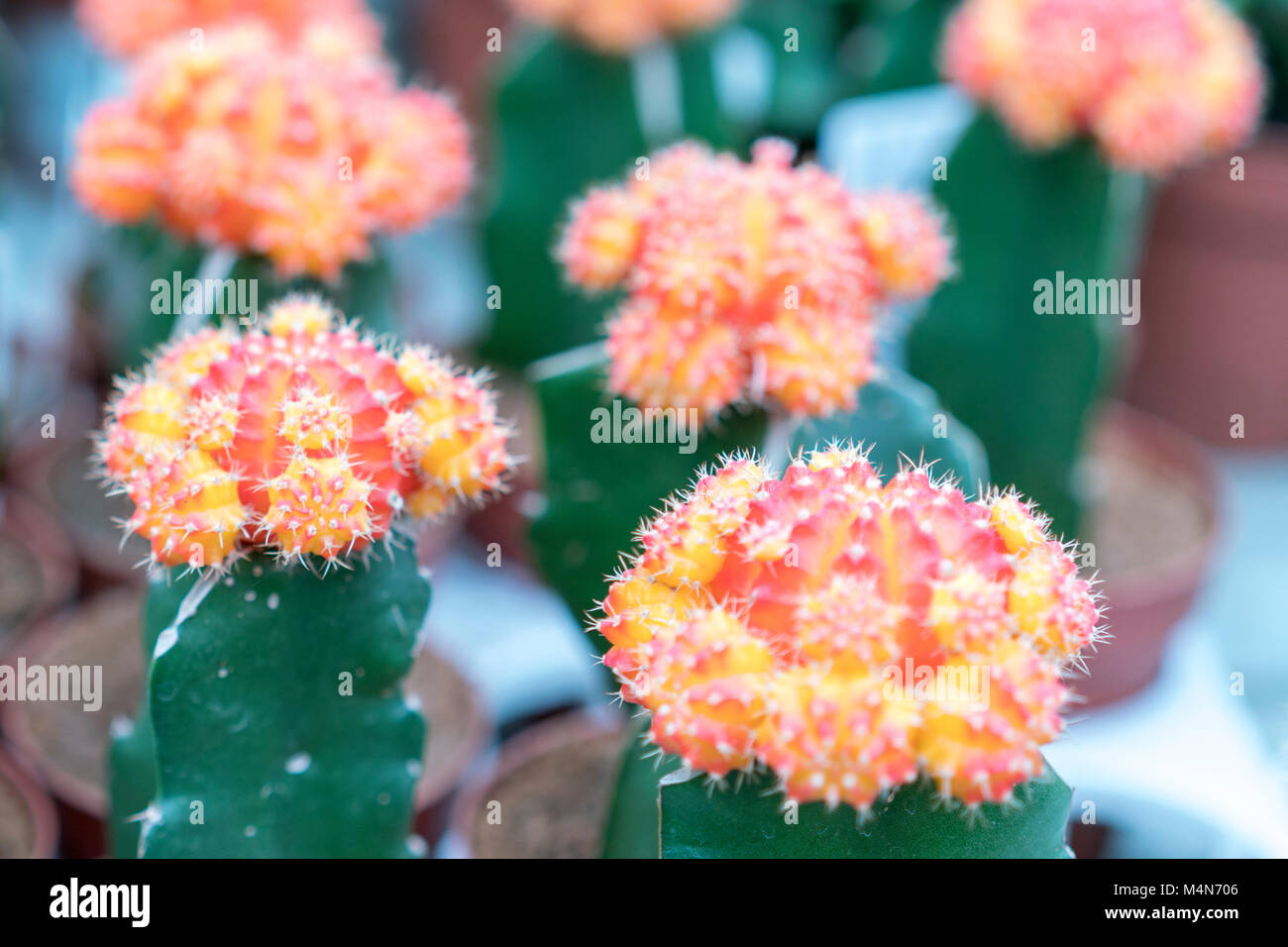 Flowering cacti in small pots Stock Photo - Alamy