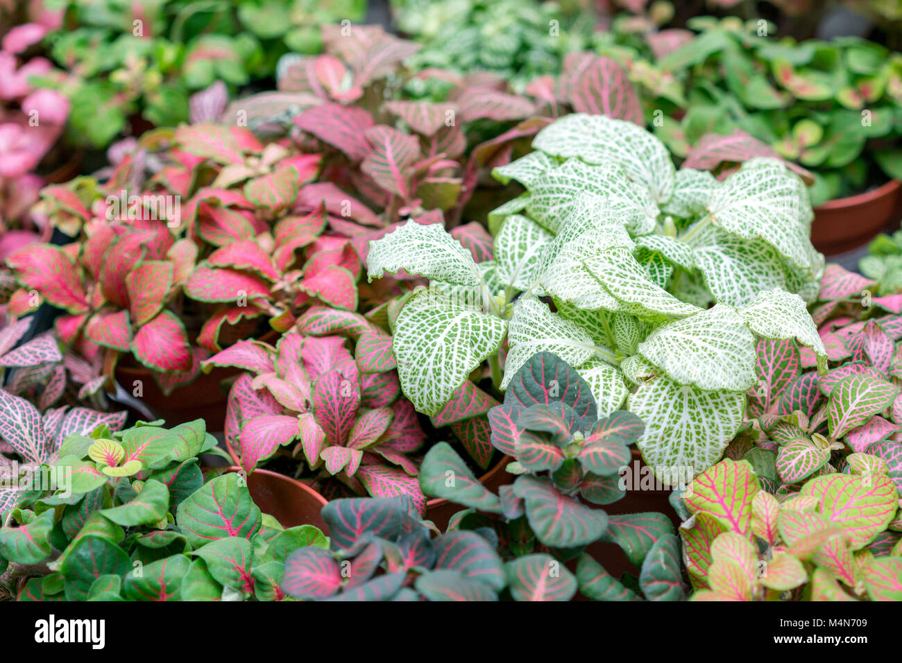 Ground cover plants hi-res stock photography and images - Alamy