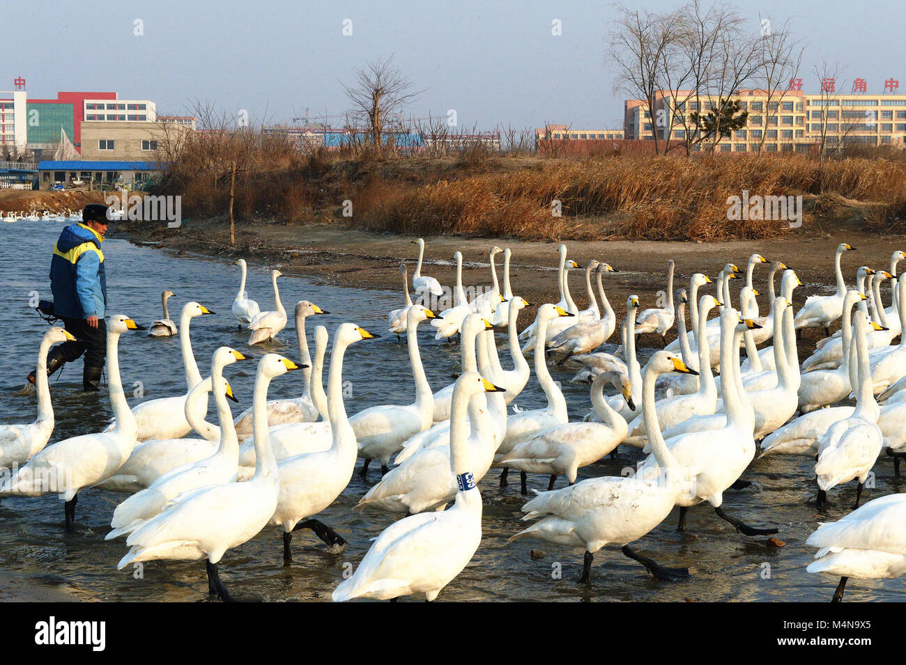 Rongcheng, China's Shandong Province. 14th Feb, 2018. Swans perch by a ...
