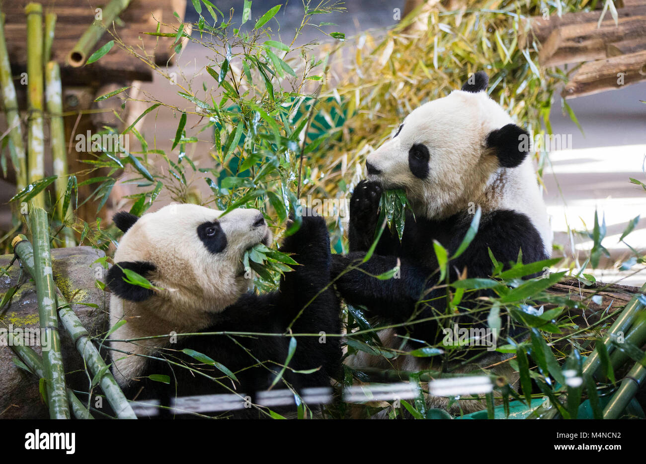 Panda toronto zoo hi-res stock photography and images - Alamy