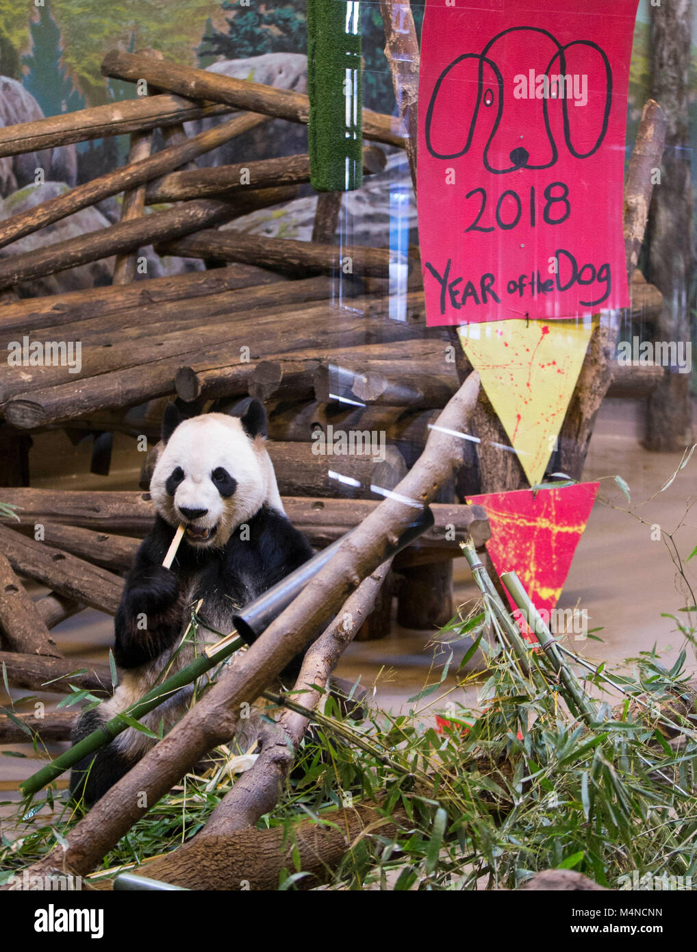 Toronto, Canada. 16th Feb, 2018. Male giant panda Da Mao eats bamboos ...
