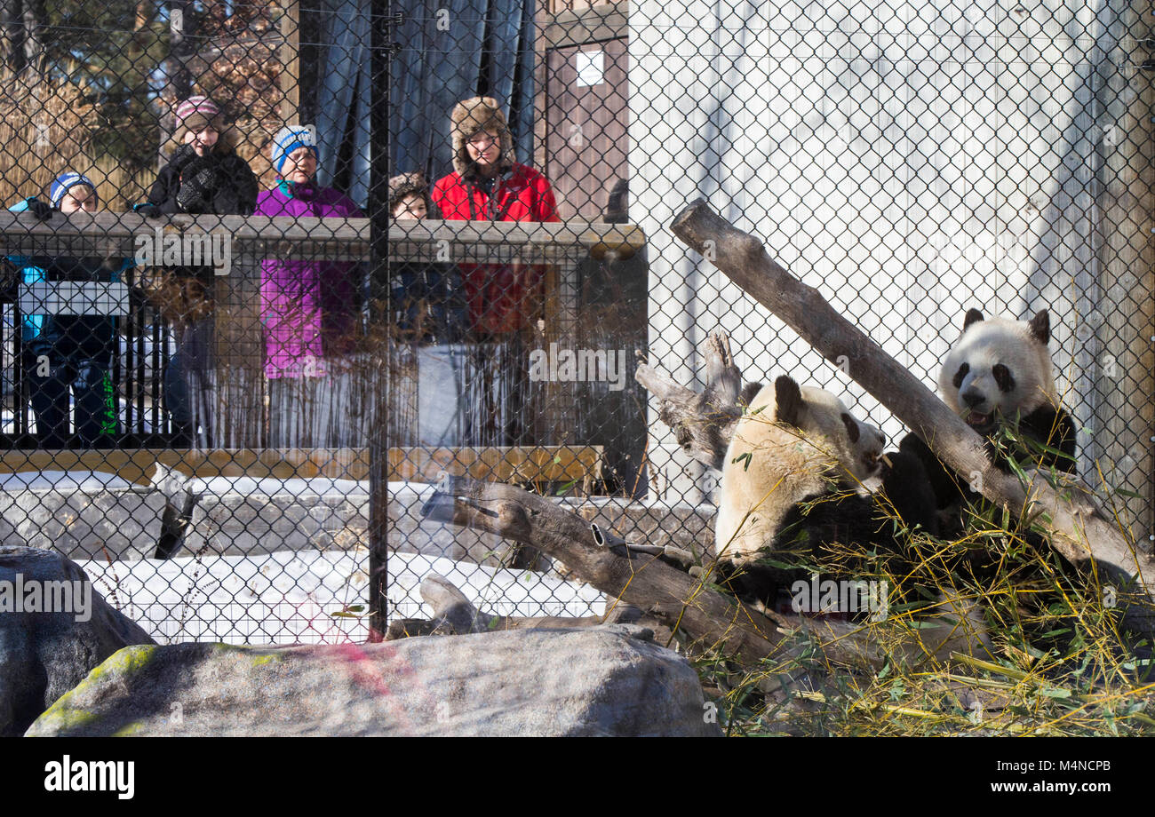 Panda toronto zoo hi-res stock photography and images - Alamy