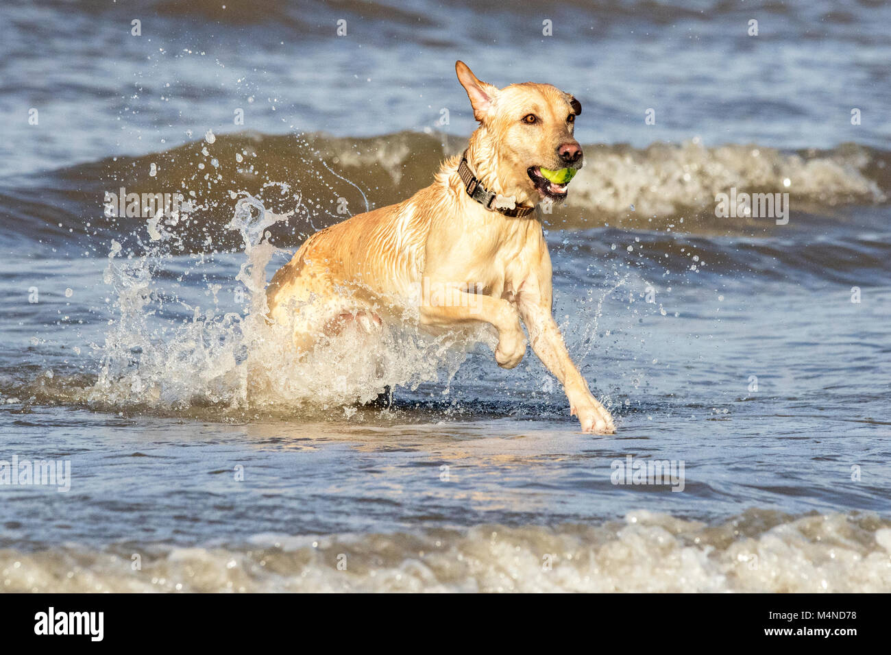 a dog dogs golden labrador swimming splash splashing sea water wet ...