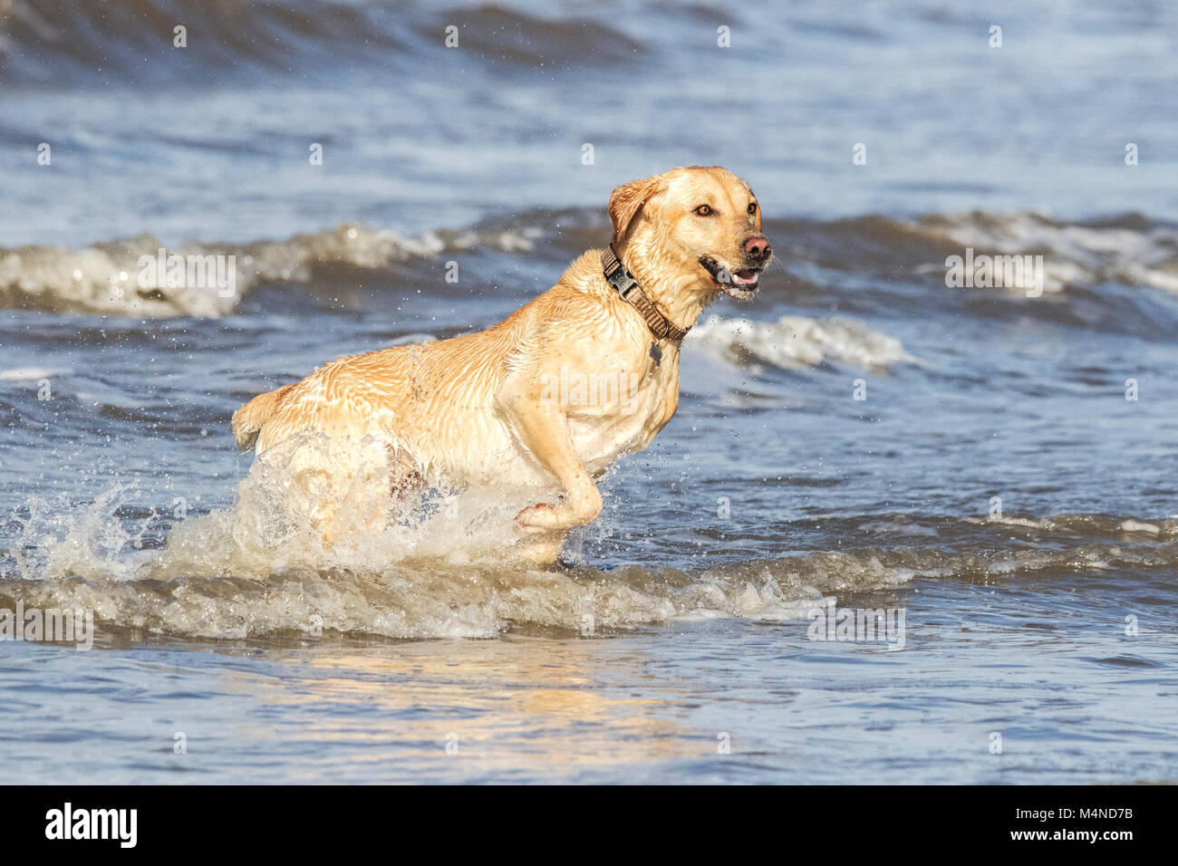a dog dogs golden labrador swimming splash splashing sea water wet ...