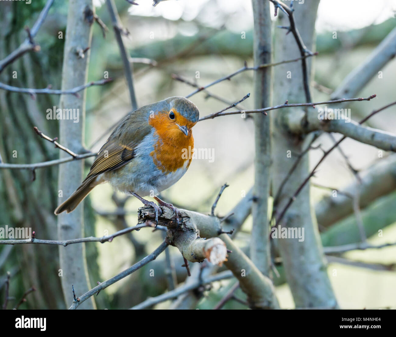 European robin redbreast hi-res stock photography and images - Alamy