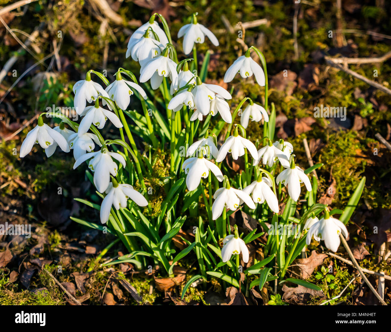 Scotland, United Kingdom, 17th February 2018. Sunshine lights up ...