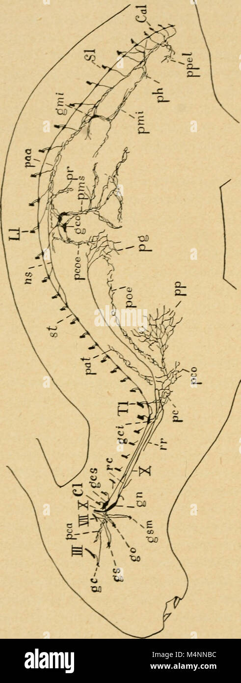 Bensleys practical anatomy rabbit elementary hi-res stock photography ...