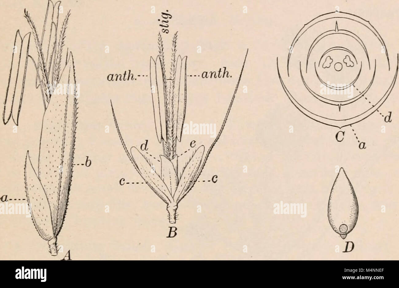 Bergen's botany, key and flora. Northern and central states ed (1908 ...