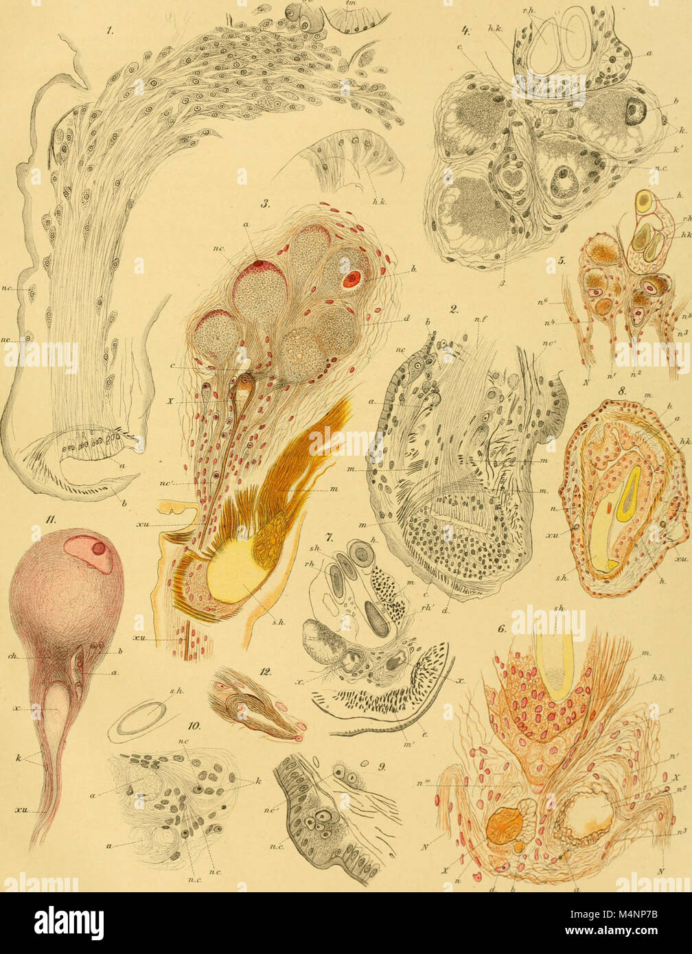 This 1885 publication from Bergen Museum contains scholarly articles on ...