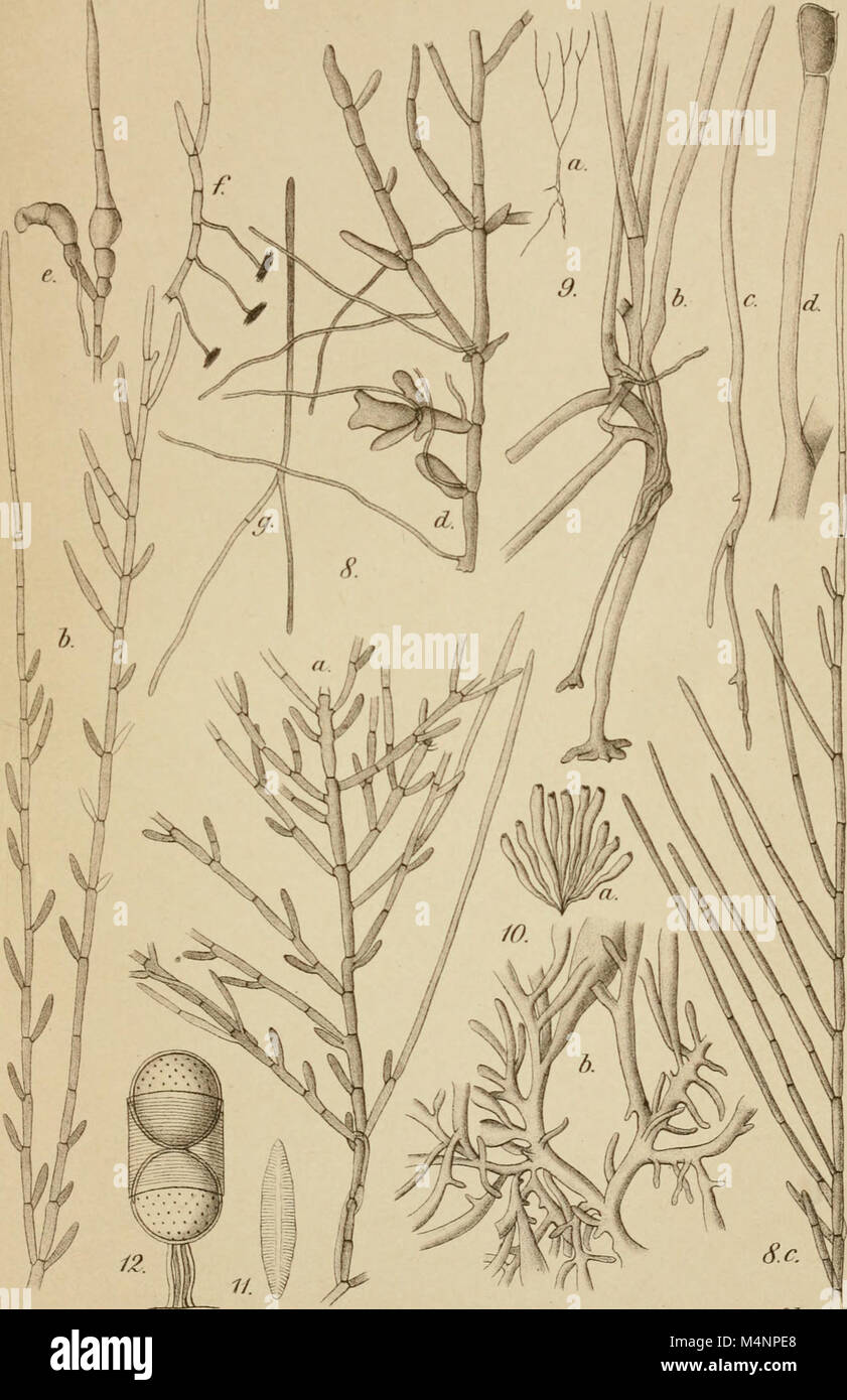 The 'Berichte der Deutschen Botanischen Gesellschaft' is a journal ...