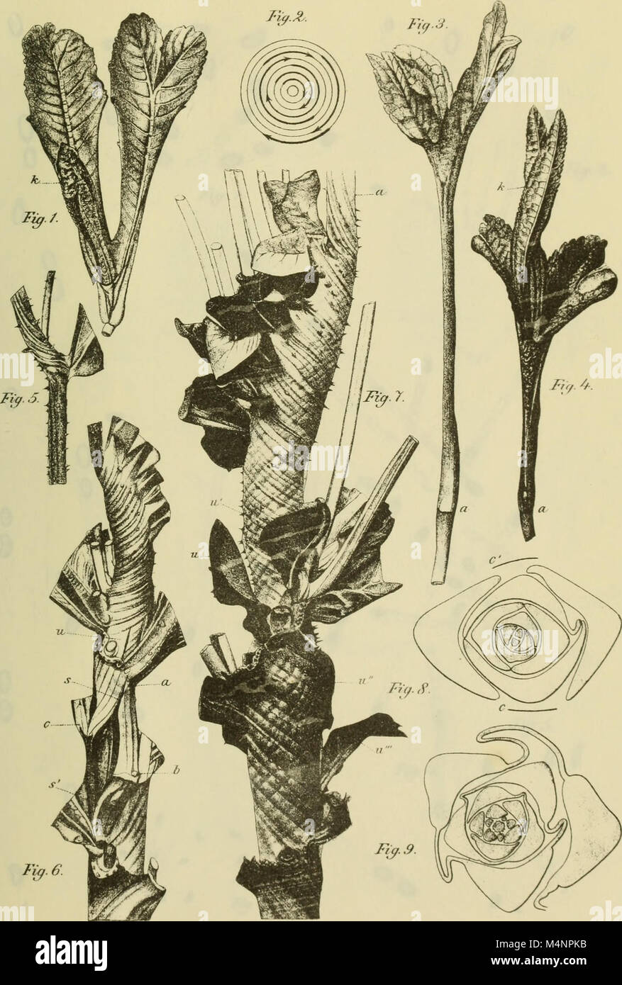 The 1889 report from the German Botanical Society, presenting research ...