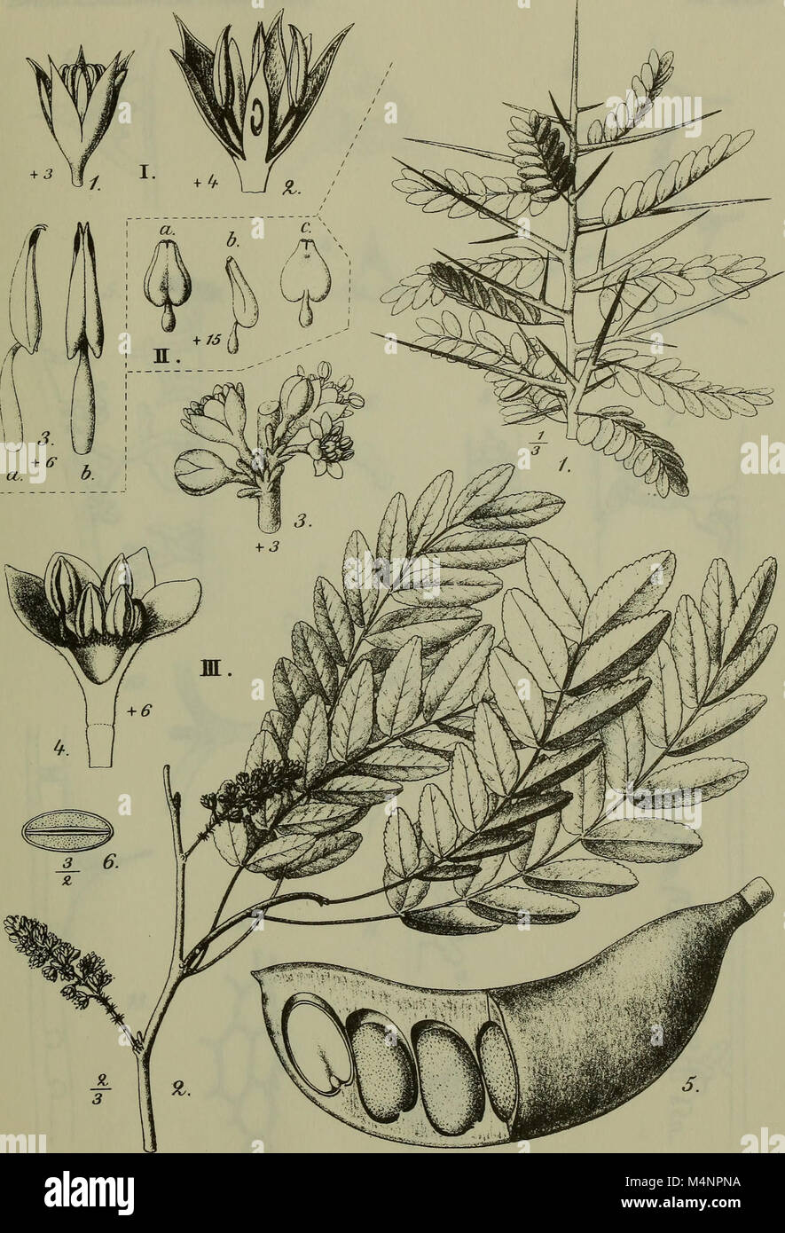 This 1892 report from the German Botanical Society discusses advances ...