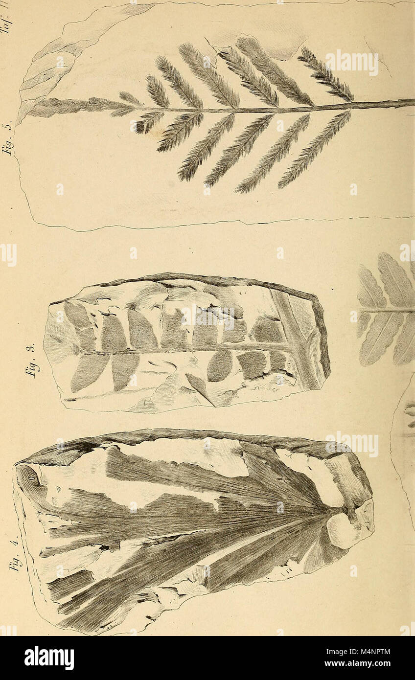 *Bericht der Naturforschenden Gesellschaft zu Bamberg* (1860) is a ...