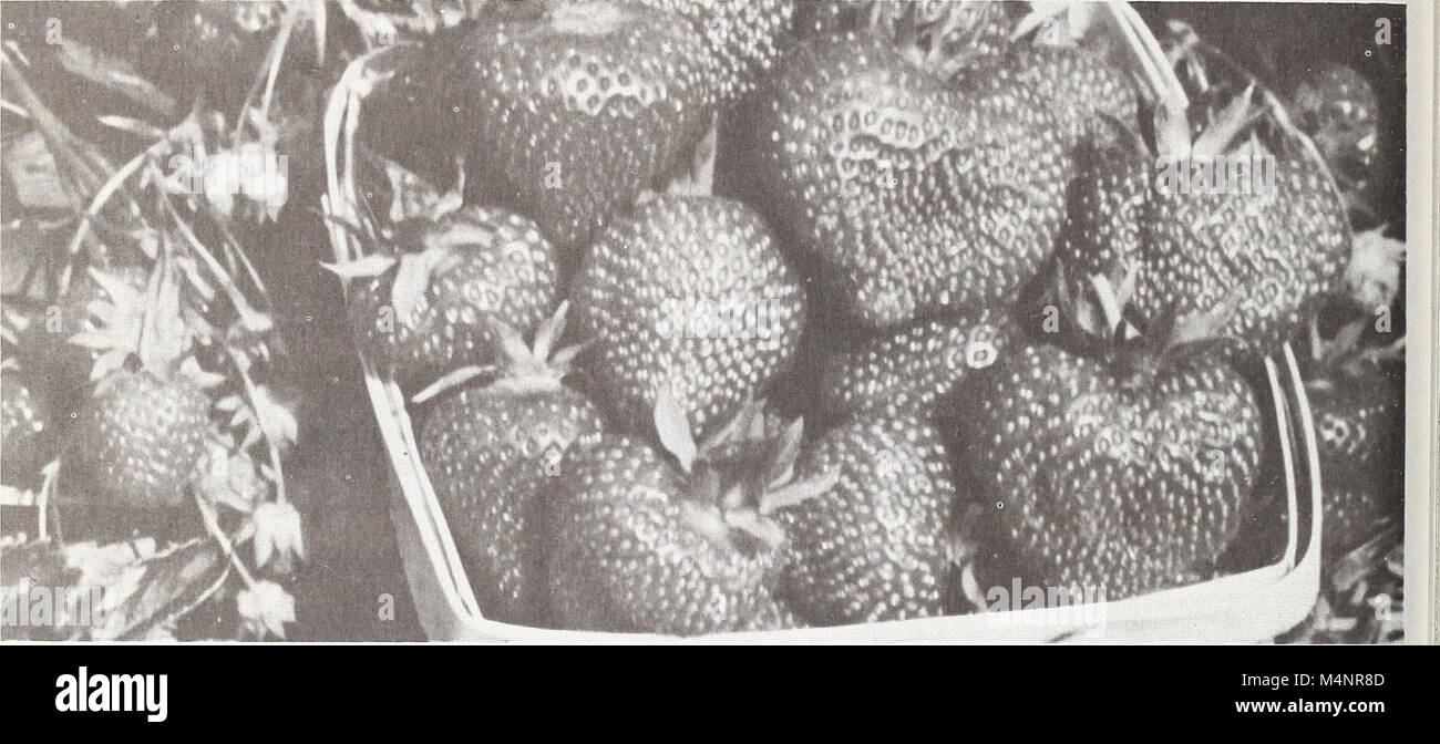 Berry 1972 book - Rayner bros (1972) (20358565442 Stock Photo - Alamy