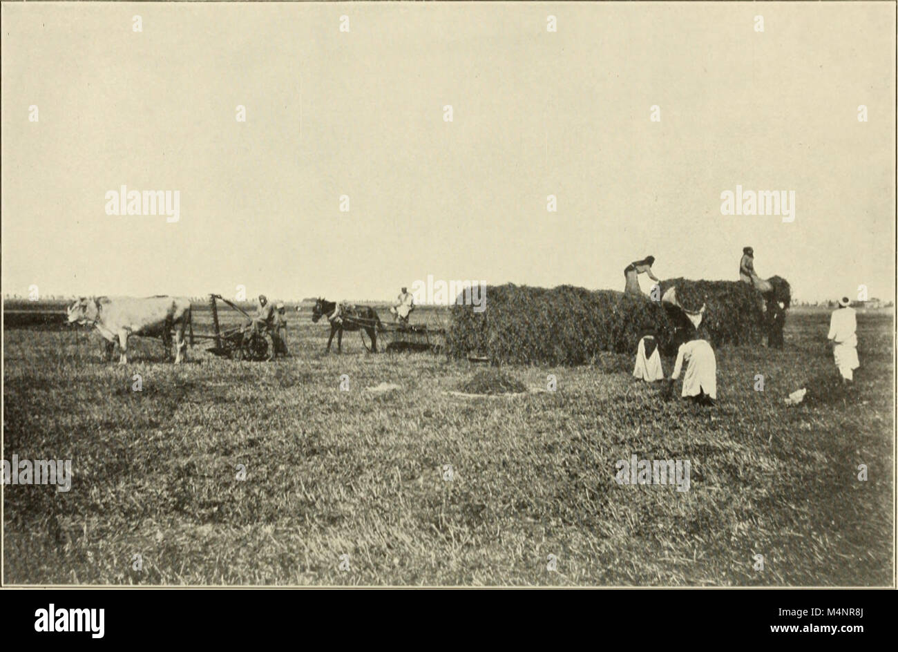 Berseem great soiling crop nile hi-res stock photography and images - Alamy