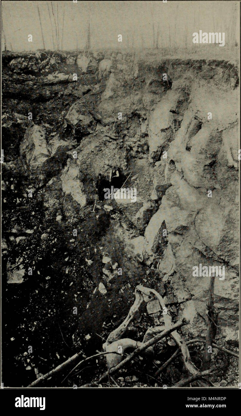 The 1906 edition of the 'Annals of the Carnegie Museum' documents ...