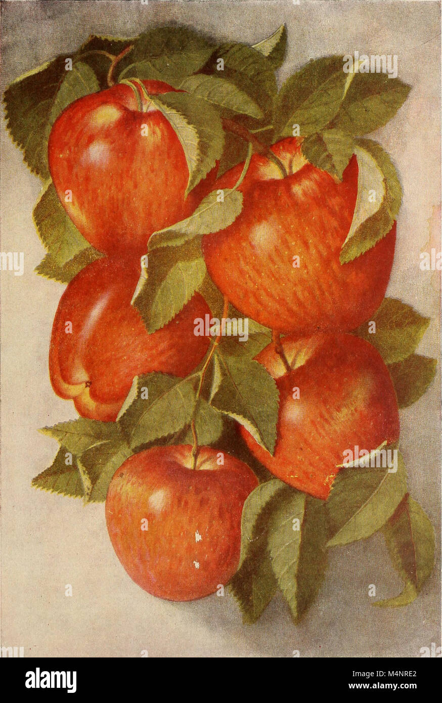 Better Fruit is a publication that focuses on the agriculture of fruit ...