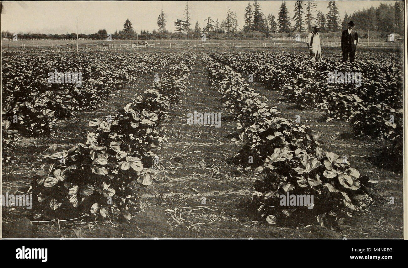 Better fruit (20361797412 Stock Photo - Alamy