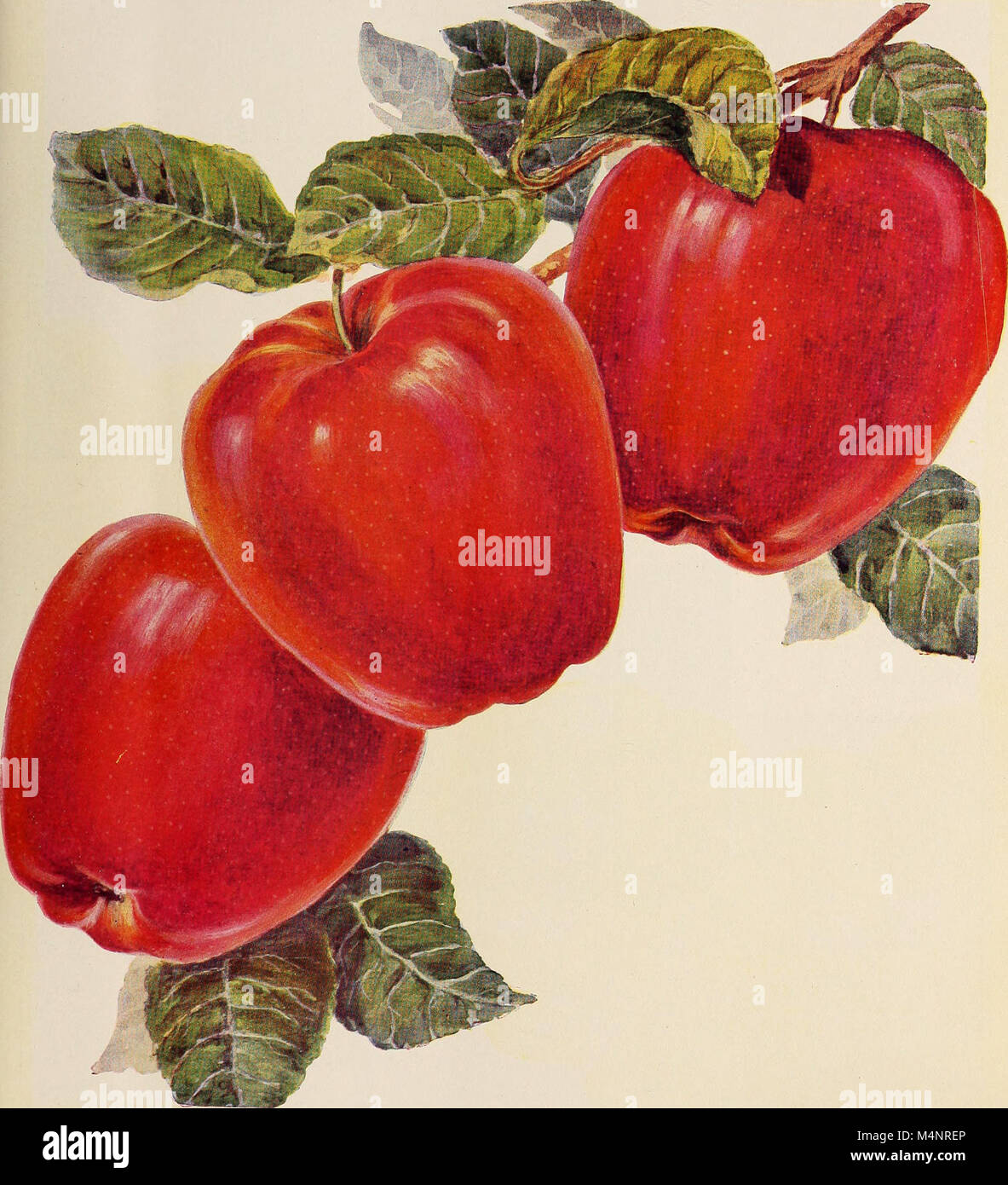 'Better Fruit' focuses on the development and cultivation of fruit ...